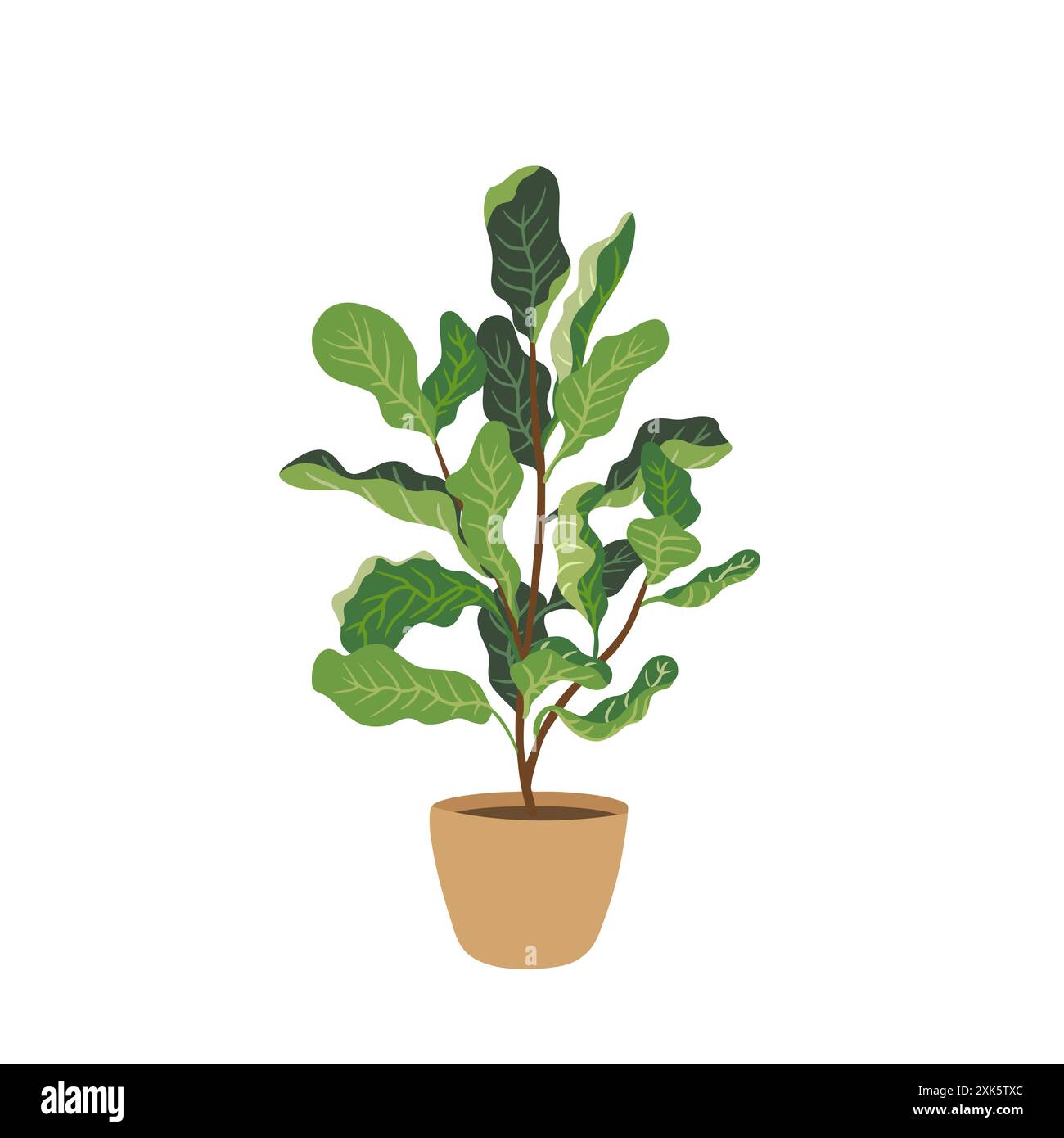 Vector illustration of potted Ficus plant in flat style. Perfect for ...