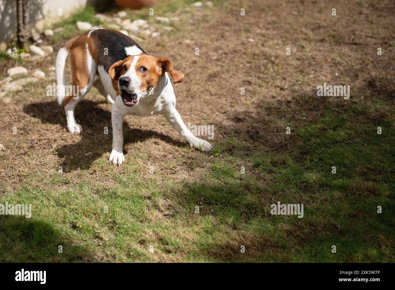 Crazy playful beagle dog outside in grass house patio Stock Photo - Alamy