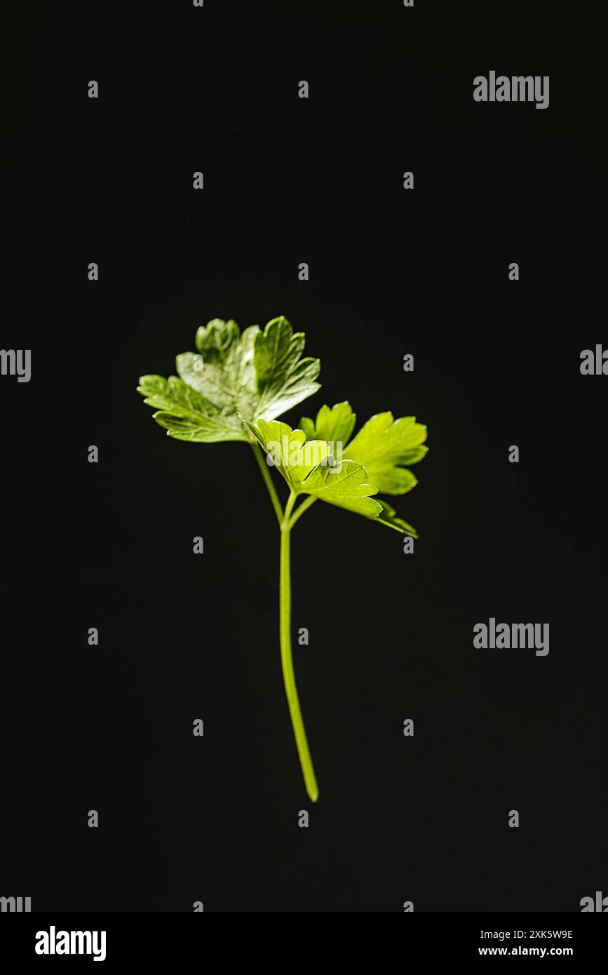 Black background herb hi-res stock photography and images - Alamy