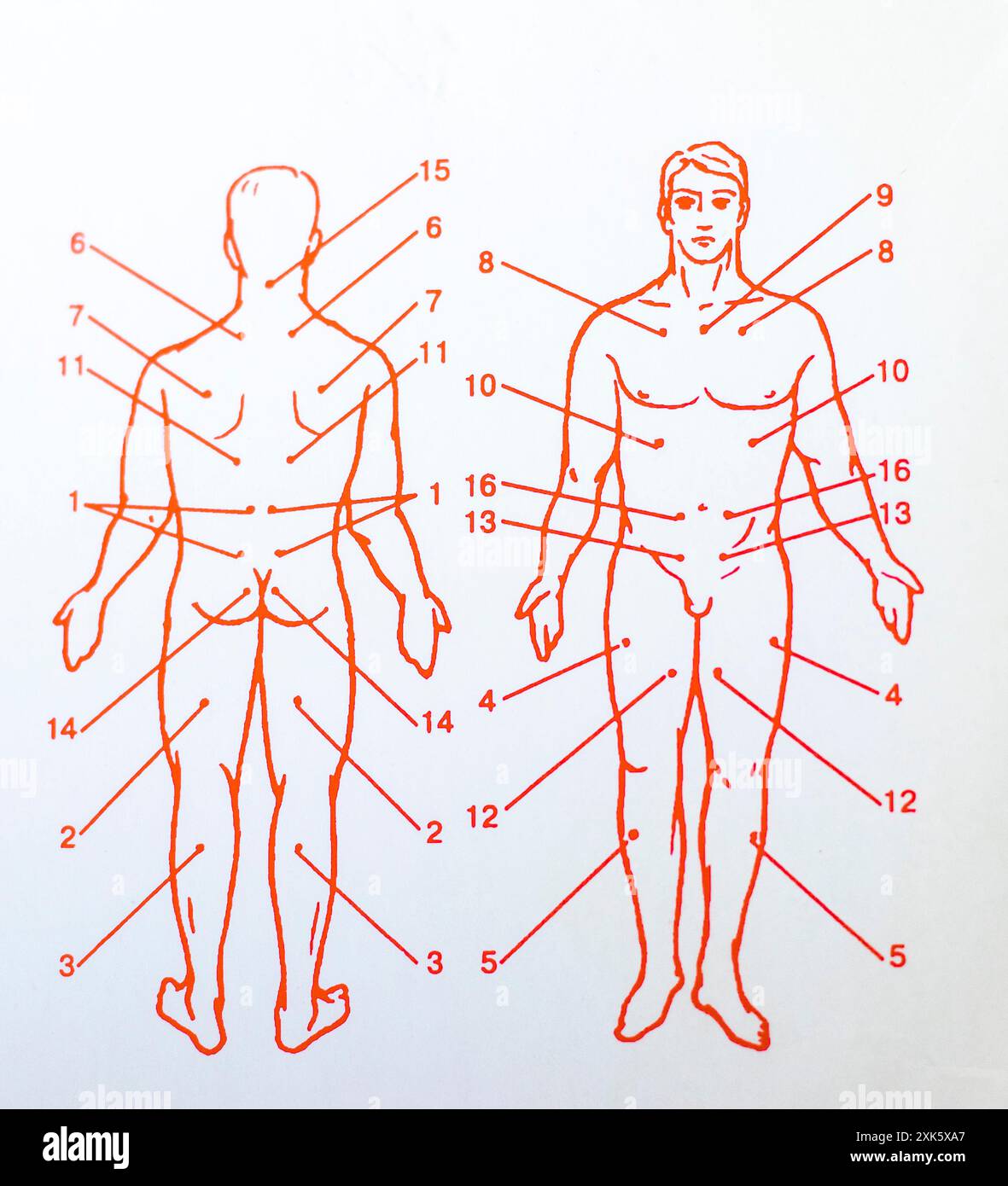 Acupuncture chart hi-res stock photography and images - Alamy