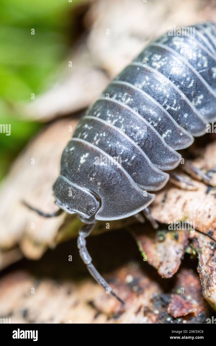 Pill bug anatomy hi-res stock photography and images - Alamy