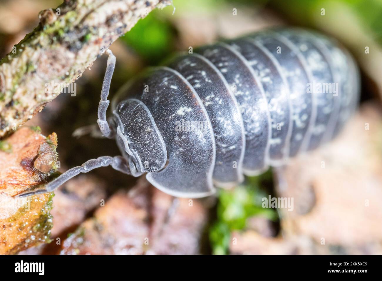 Pill bug anatomy hi-res stock photography and images - Alamy