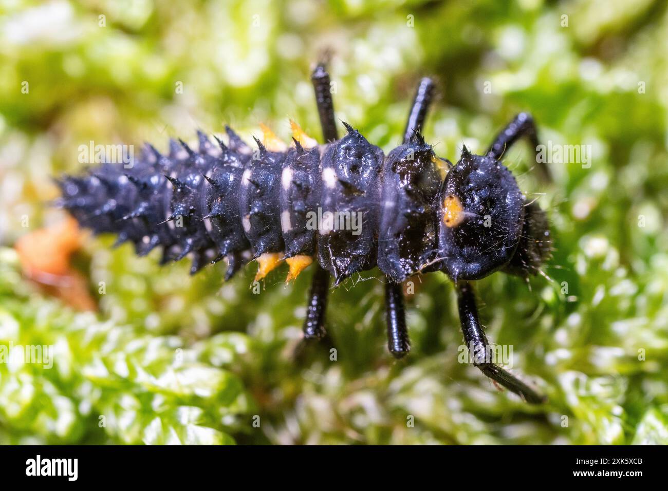 Eyed Ladybird Larva (Anatis ocellata Stock Photo - Alamy
