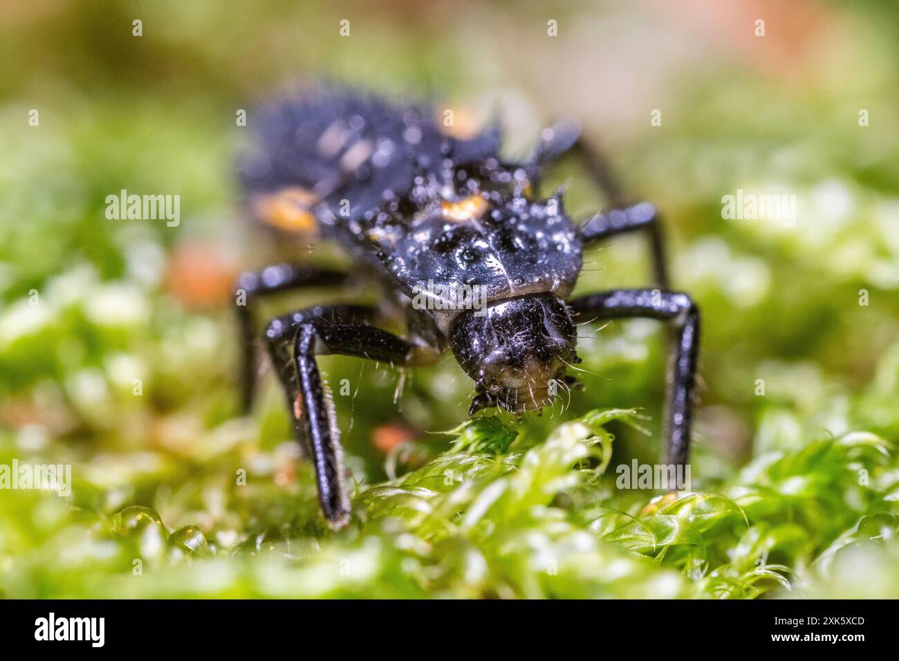 Eyed Ladybird Larva (Anatis ocellata Stock Photo - Alamy