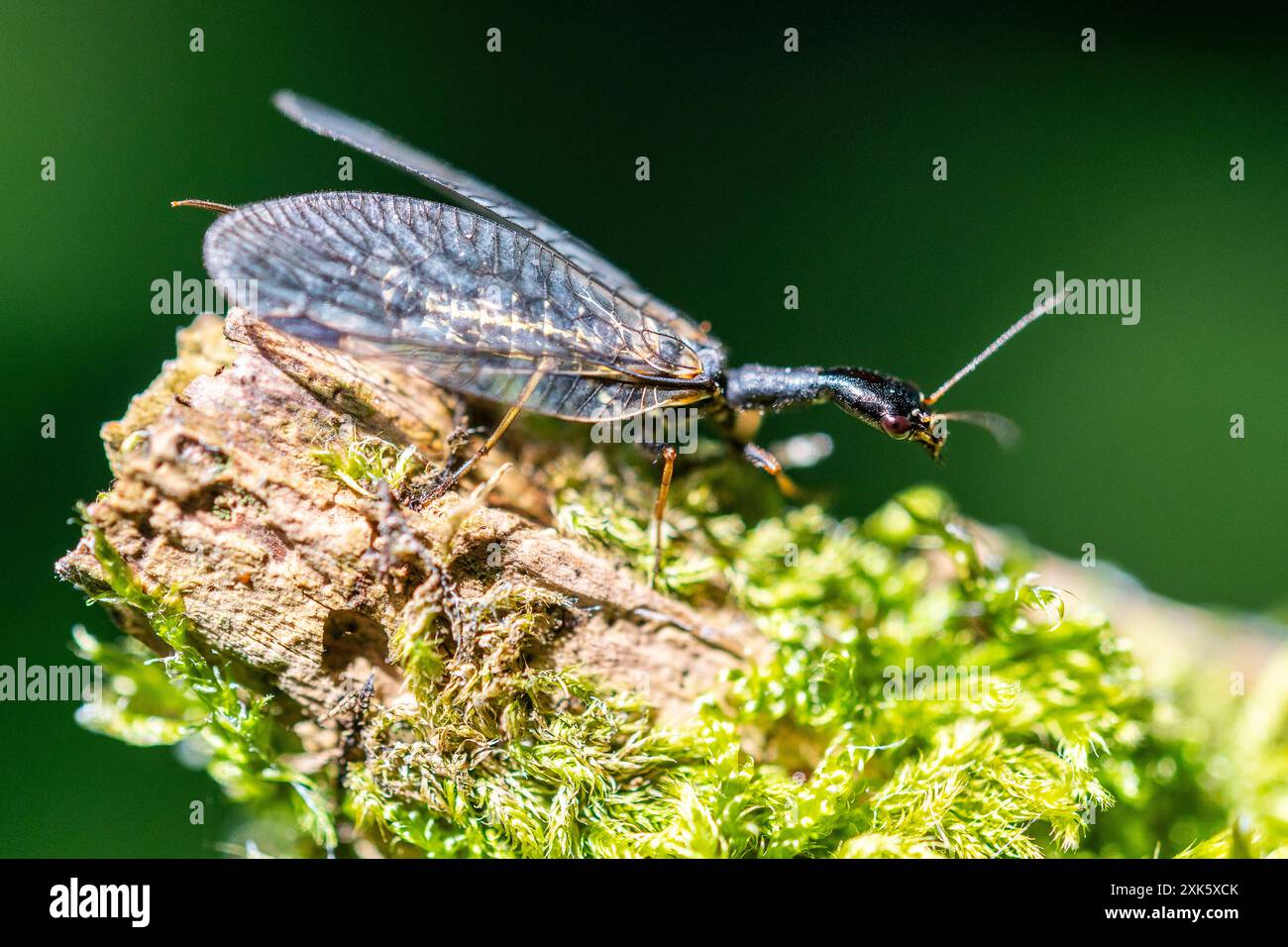 Rhaphidia notata hi-res stock photography and images - Alamy