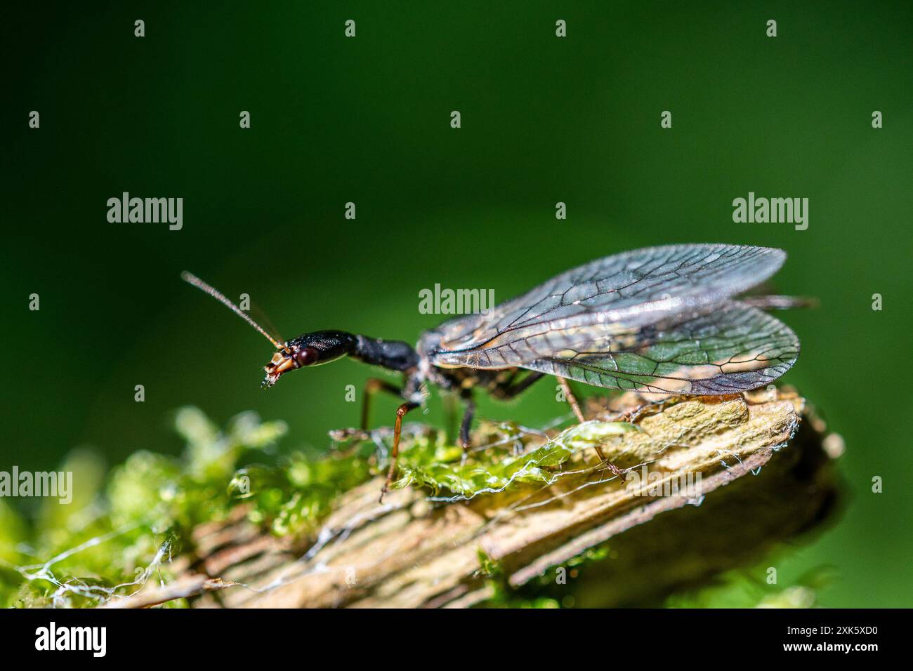 Rhaphidia notata hi-res stock photography and images - Alamy