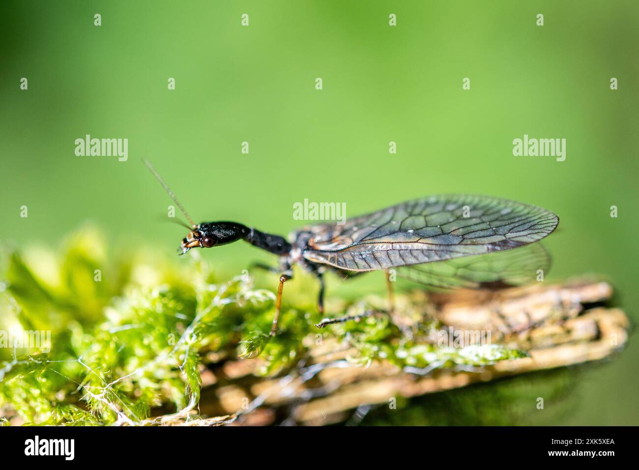 Snakefly (Phaeostigma notatum or Rhaphidia notata Stock Photo - Alamy