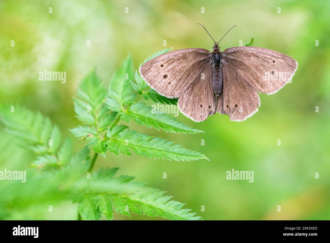 Ringlet Butterfly (Aphantopus hyperantus Stock Photo - Alamy