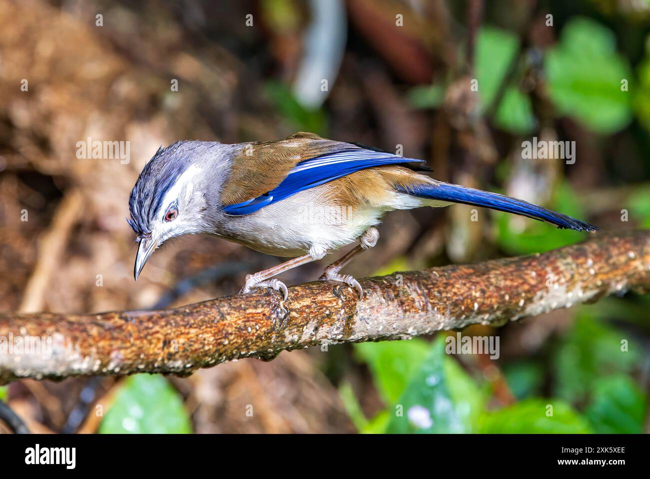 Minla hi-res stock photography and images - Alamy