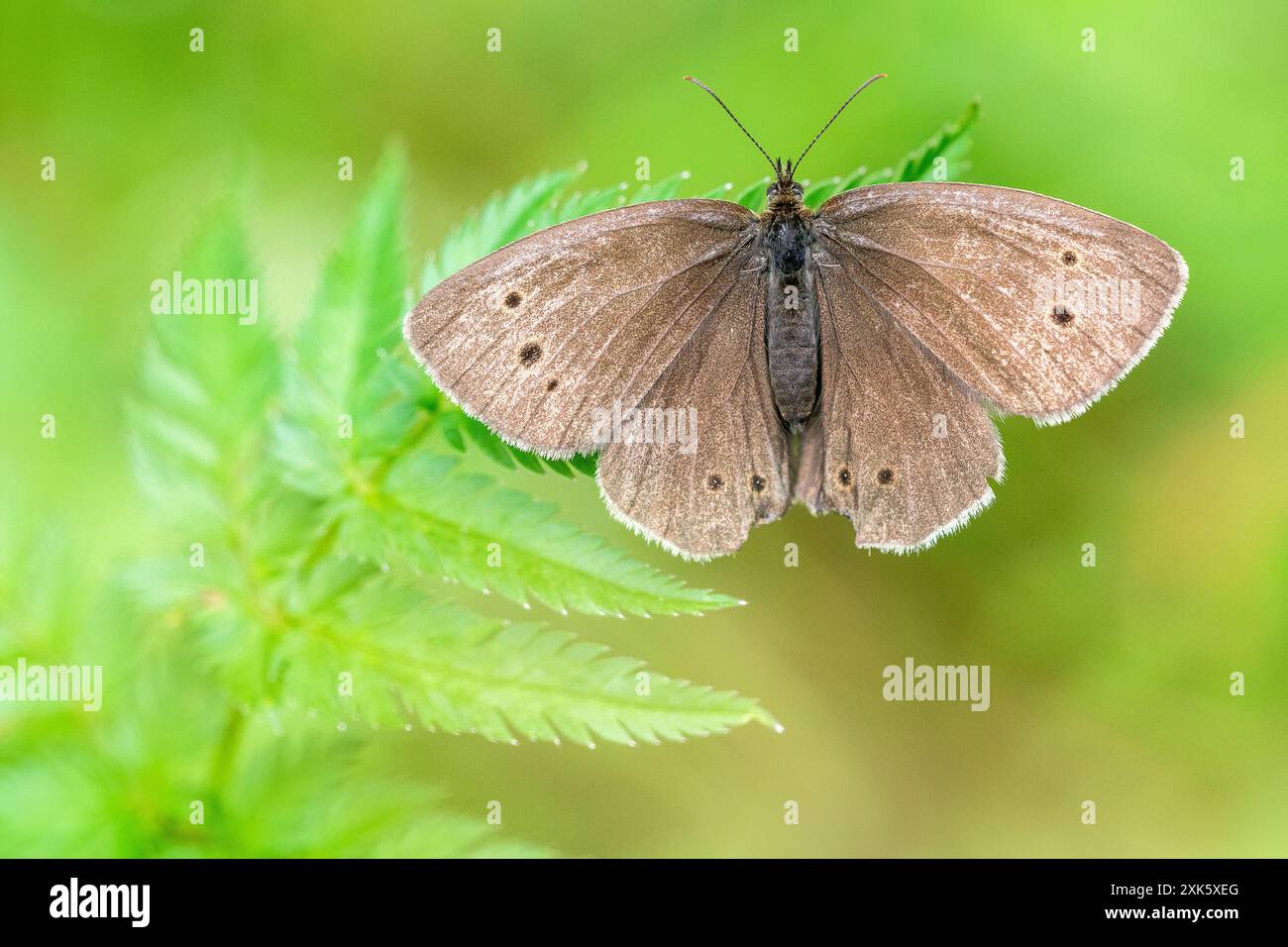 Caterpillar identification hi-res stock photography and images - Alamy