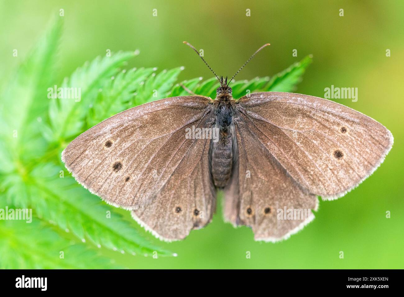 Ringlet Butterfly (Aphantopus hyperantus Stock Photo - Alamy