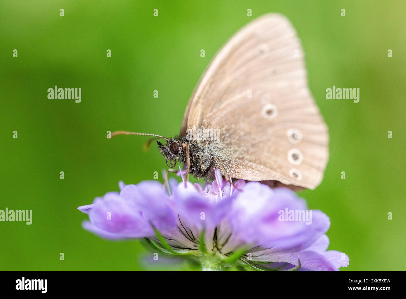 Ringlet Butterfly (Aphantopus hyperantus) on a Knautia Flower Stock ...