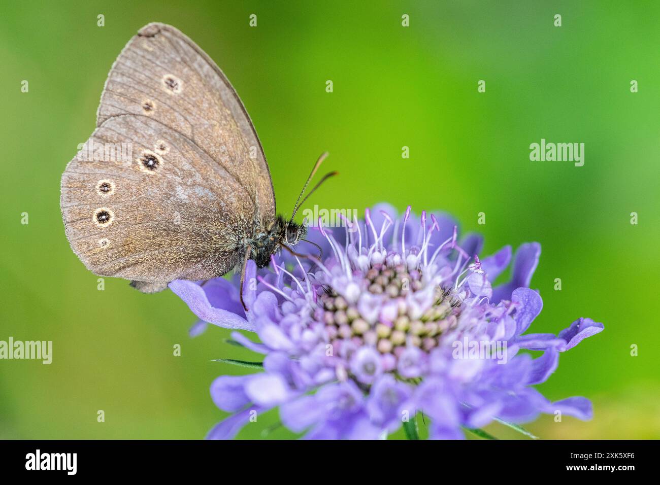 Ringlet Butterfly (Aphantopus hyperantus) on a Knautia Flower Stock ...