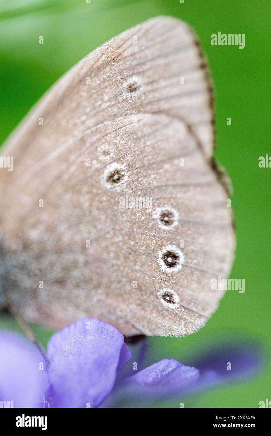 Ringlet Butterfly (Aphantopus hyperantus) on a Knautia Flower Stock ...