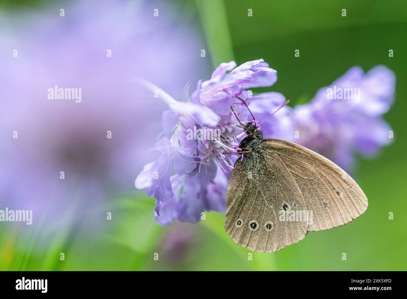 Ringlet Butterfly (Aphantopus hyperantus) on a Knautia Flower Stock ...