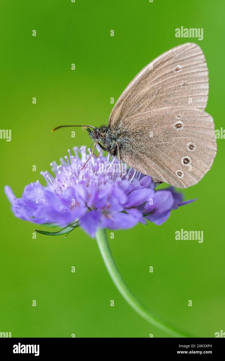Ringlet Butterfly (Aphantopus hyperantus) on a Knautia Flower Stock ...