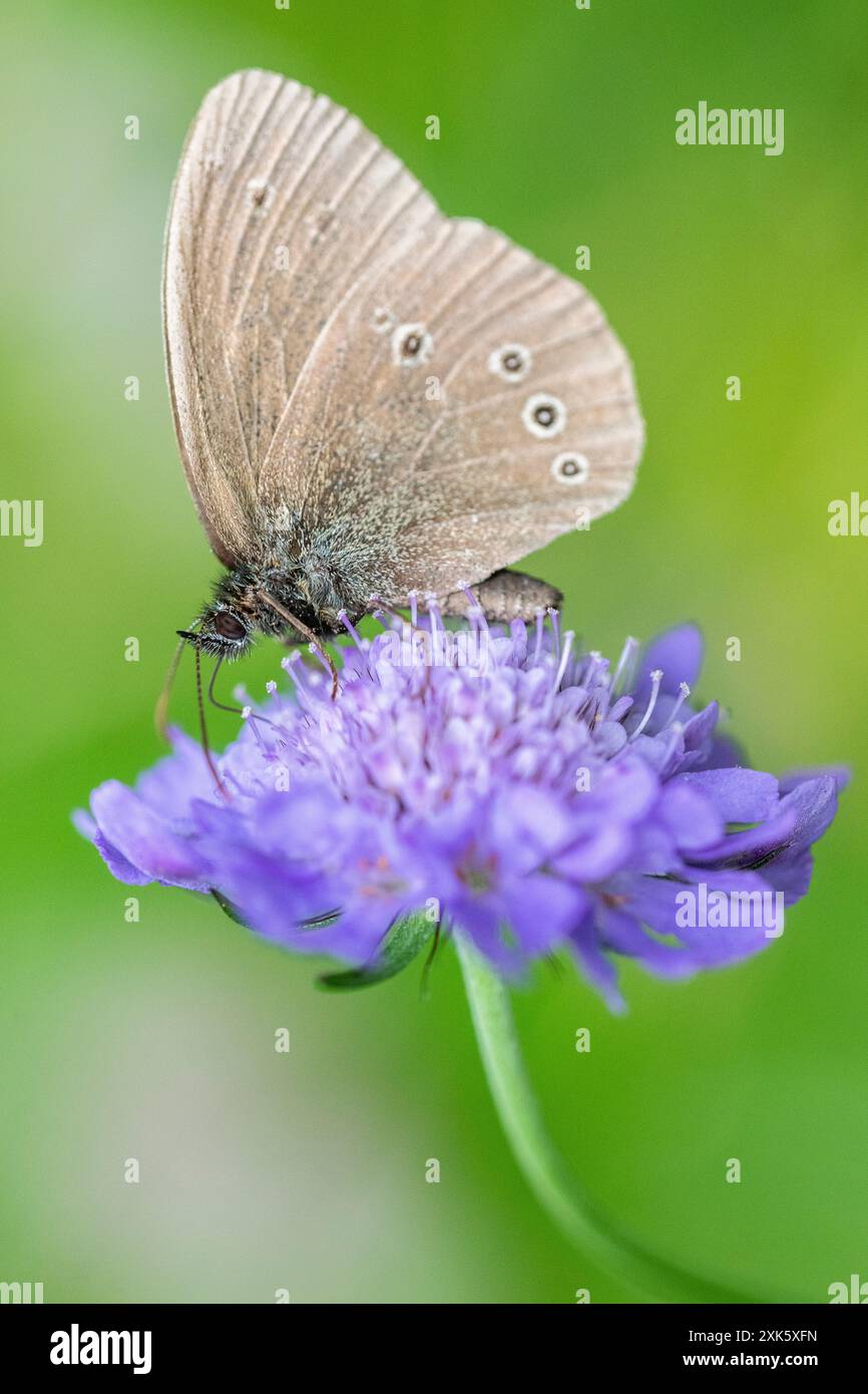 Ringlet Butterfly (Aphantopus hyperantus) on a Knautia Flower Stock ...