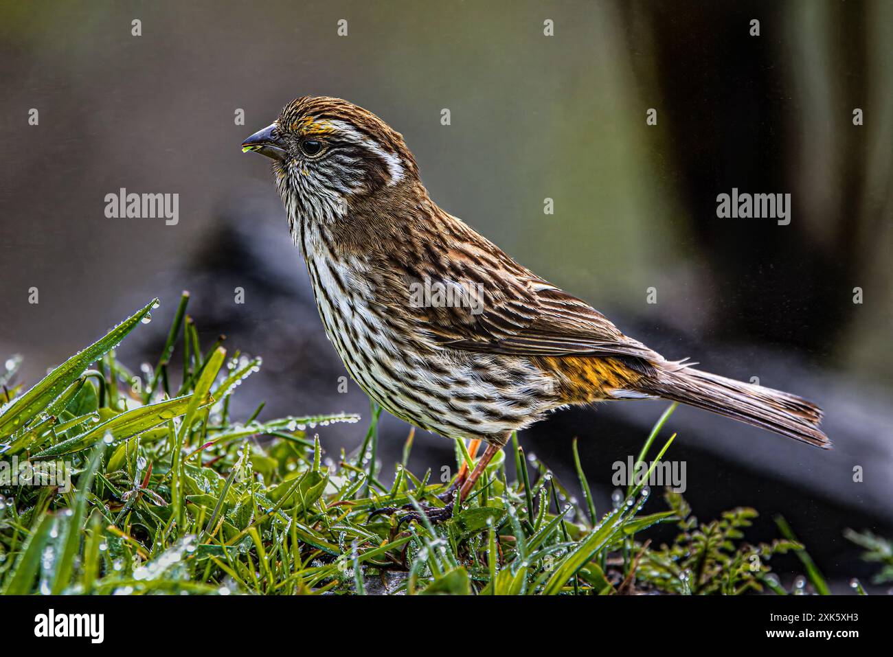 Chinese white-browed rosefinch Stock Photo - Alamy