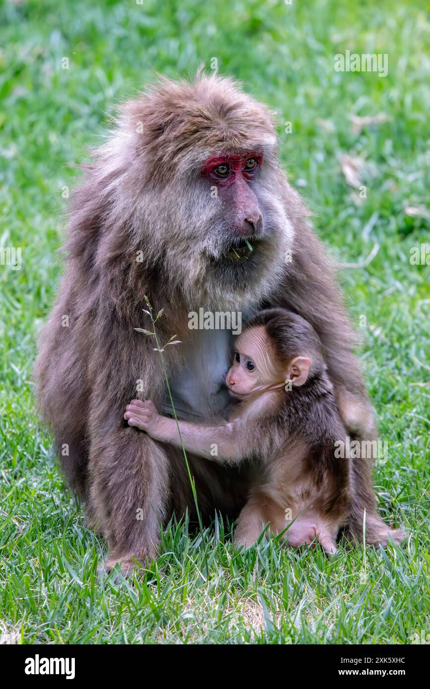 Tibetan macaque hi-res stock photography and images - Alamy