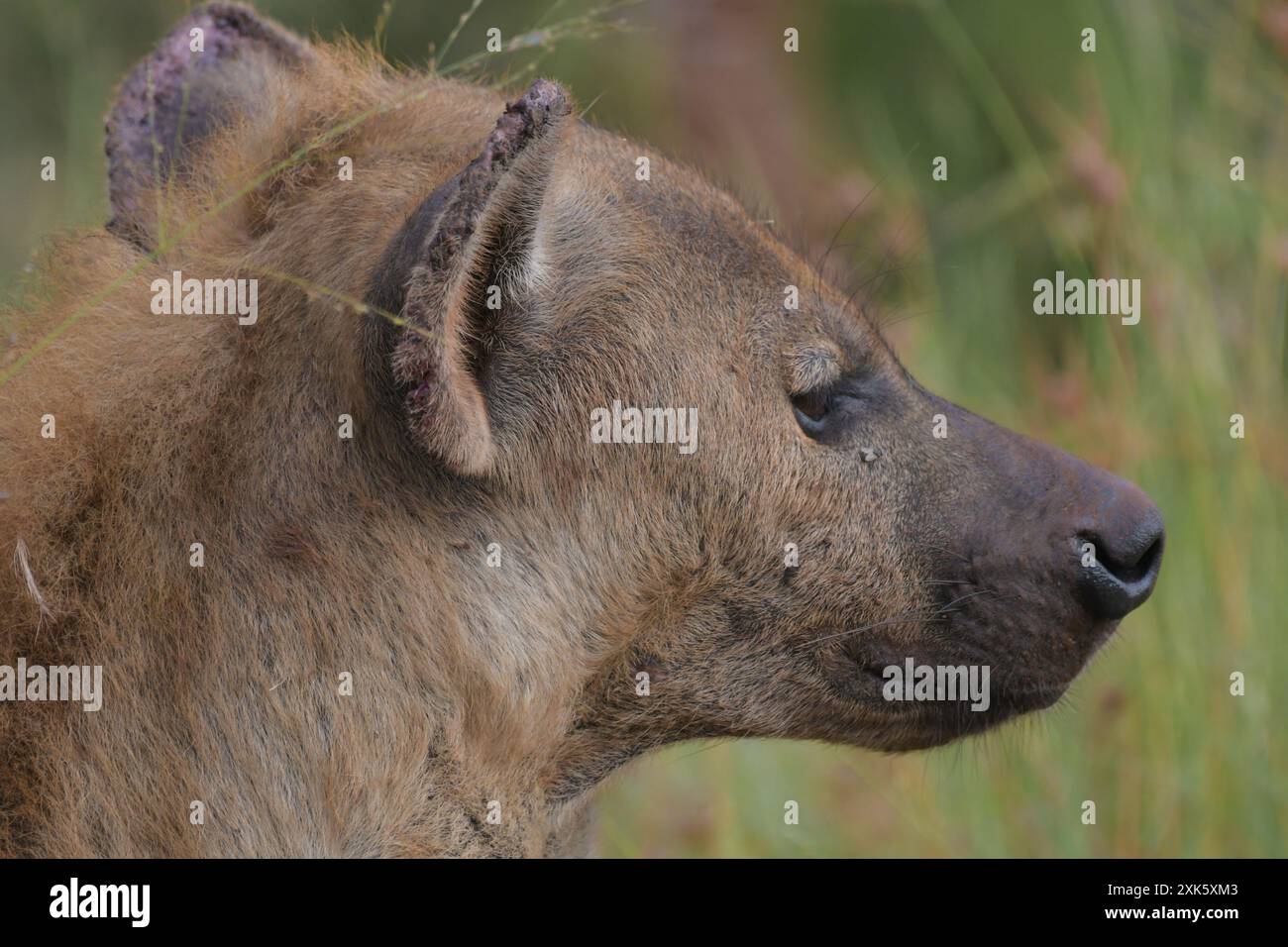 Spotted hyena side portrait in Kruger national park south africa Stock ...