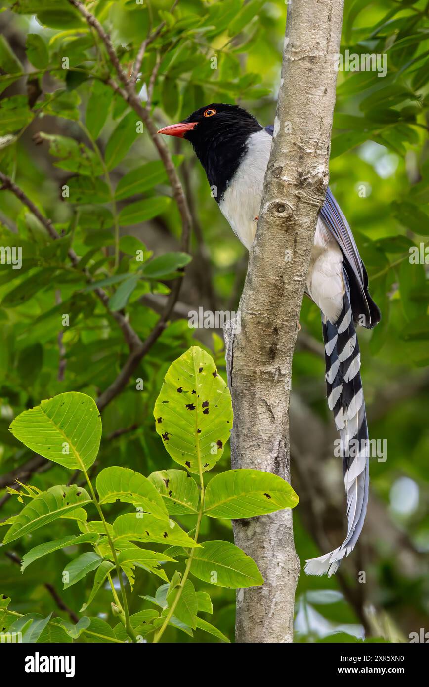 Red-billed blue magpie Stock Photo - Alamy