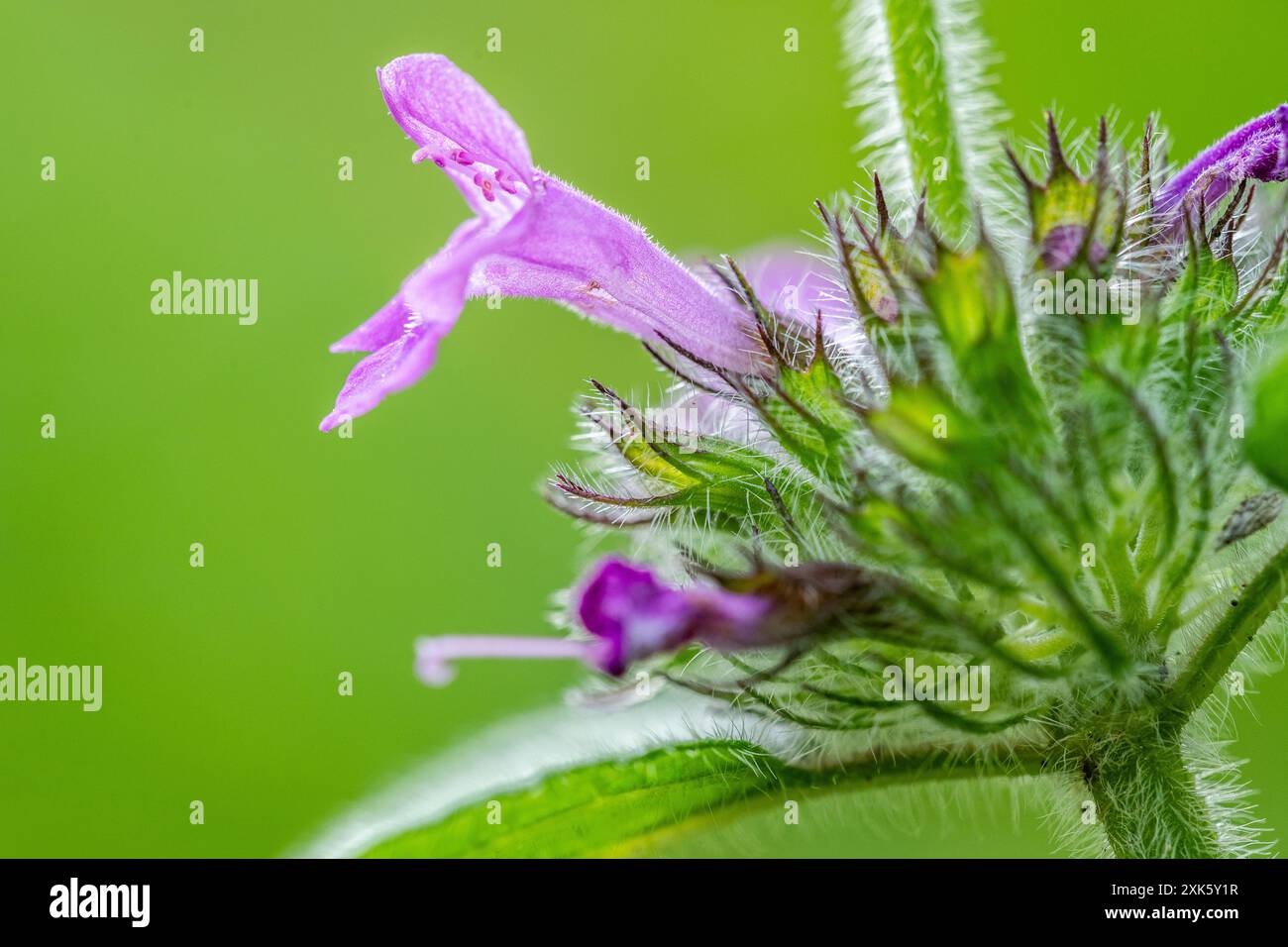 Clinopodium vulgare, the wild basil (not to be confused with the basils ...