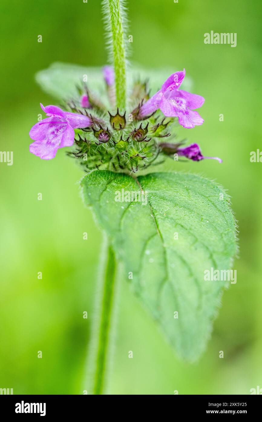 Clinopodium vulgare, the wild basil (not to be confused with the basils ...