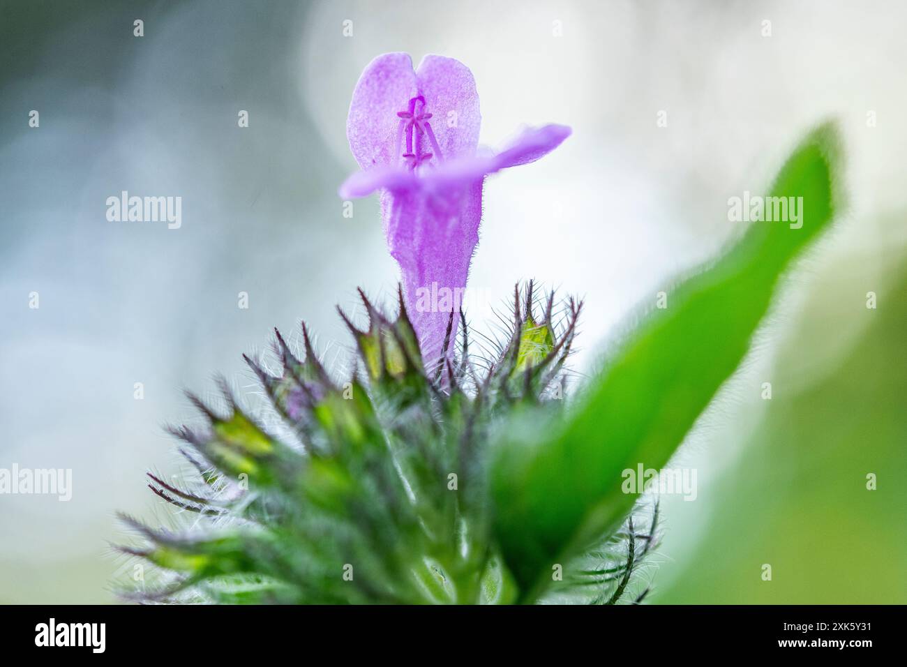 Clinopodium vulgare, the wild basil (not to be confused with the basils ...