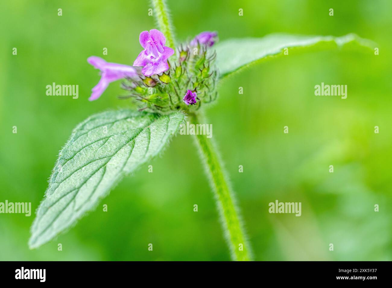 Clinopodium vulgare, the wild basil (not to be confused with the basils ...