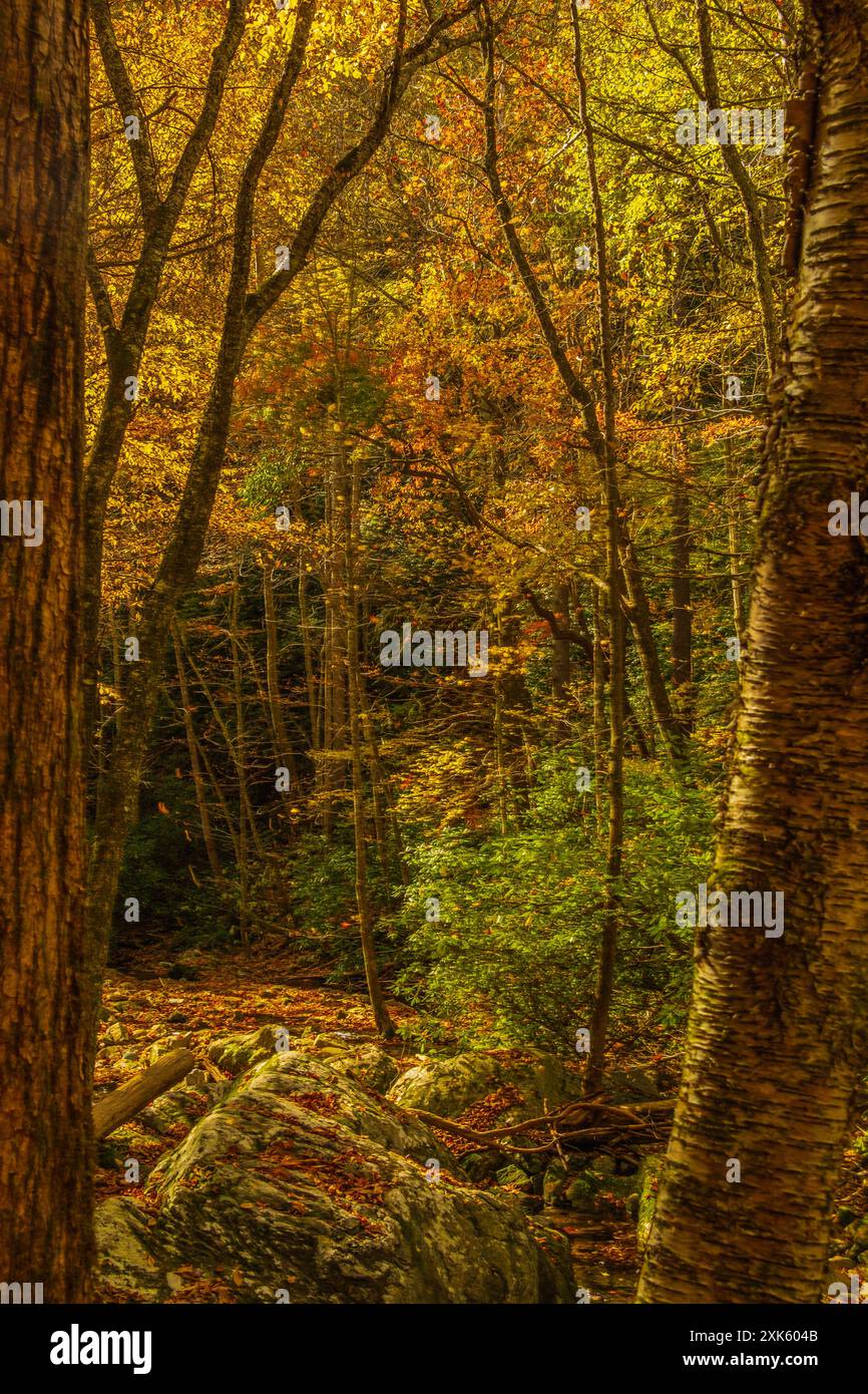 Fall landscape framed by two trees in rural Tennessee Stock Photo - Alamy