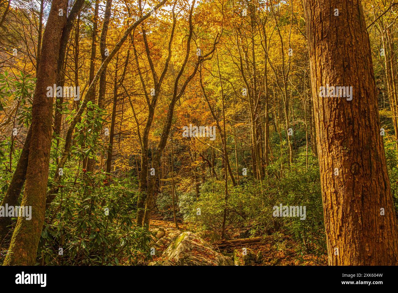 Fall landscape framed by two trees in Rocky Fork State Park in ...