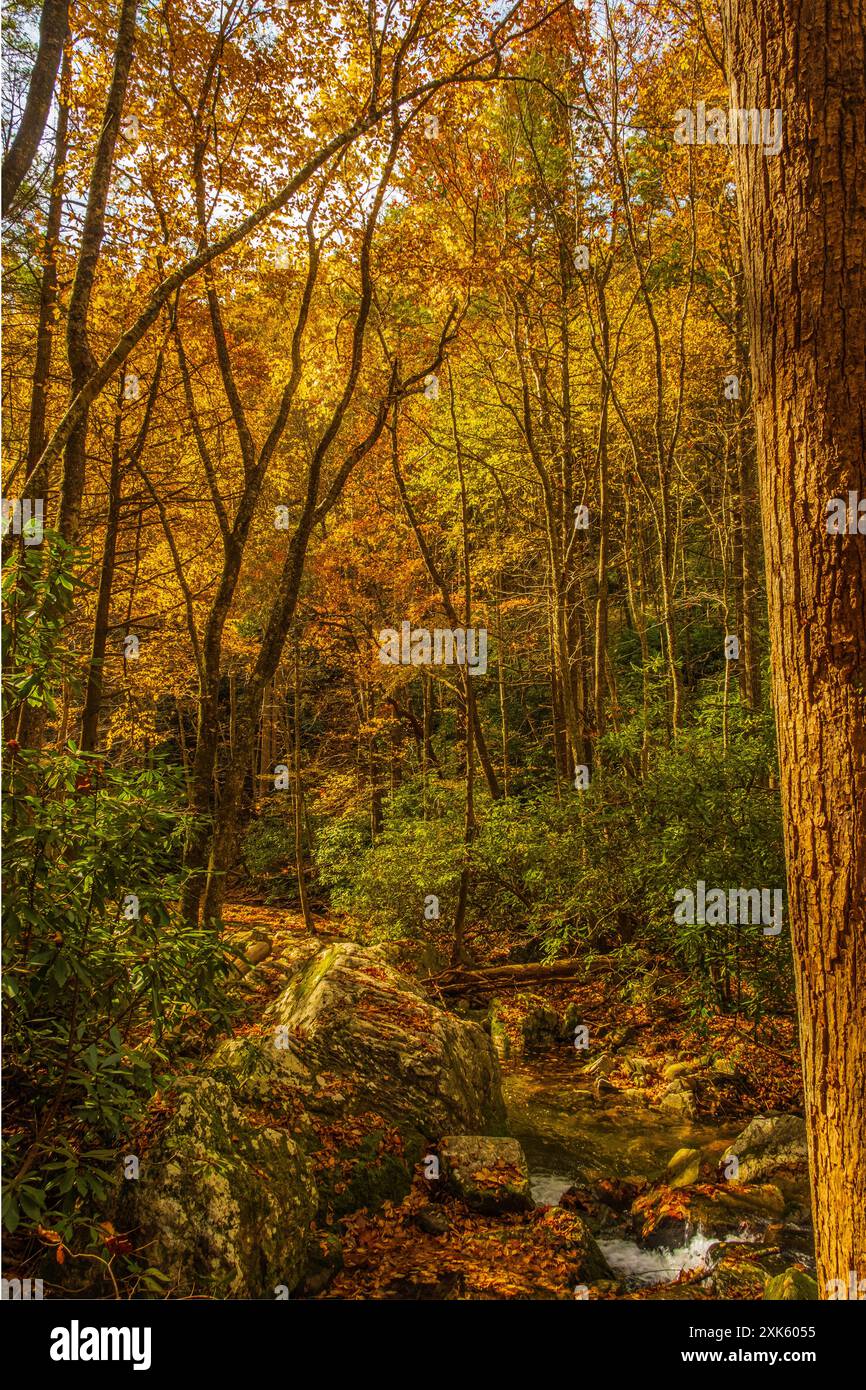 Fall landscape with small cascade bubbling through a rocks in ...