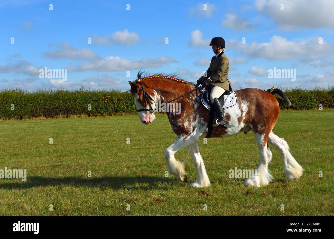 Working clydesdale horse in scotland hi-res stock photography and ...