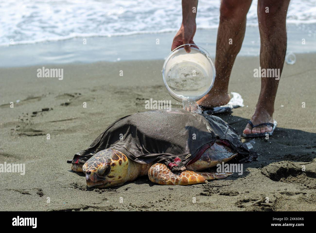 A man trying to keep a tired and sick loggerhead turtle (caretta caretta), washed up on the ...