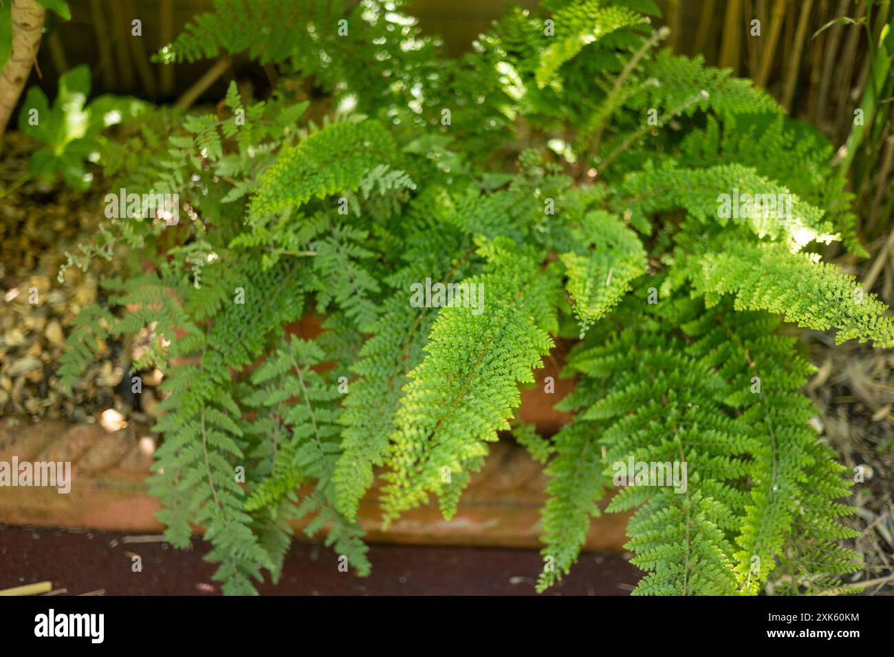 Evergreen ferns in pot hi-res stock photography and images - Alamy