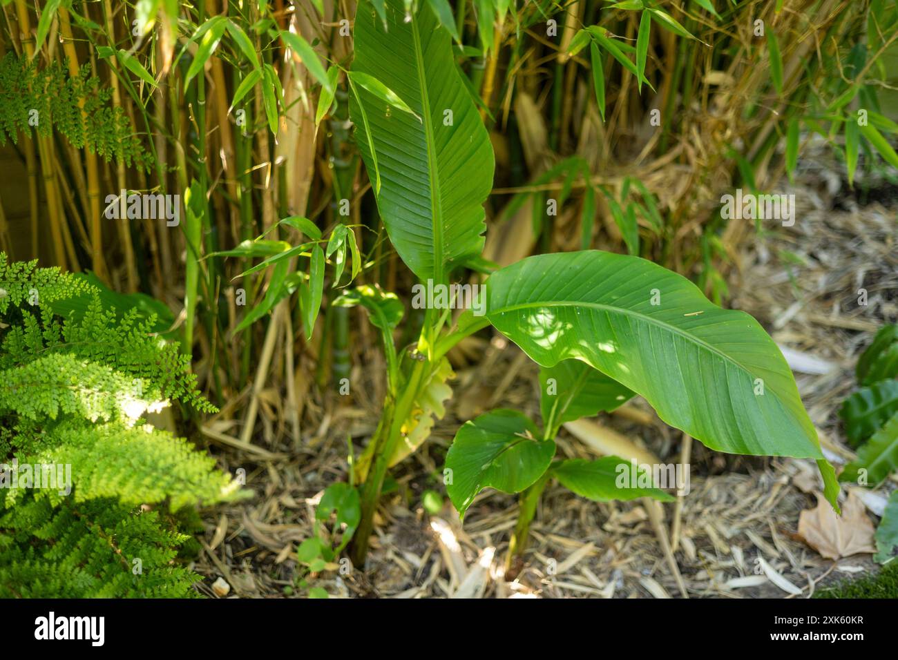 Musa Basjoo. Hardy banana plant Stock Photo - Alamy