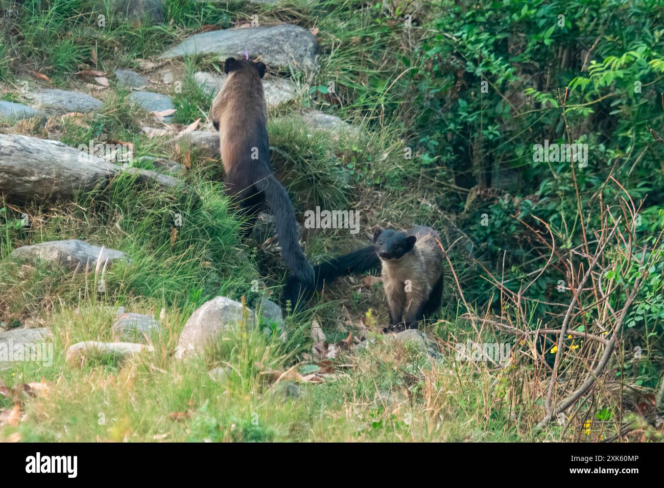 Yellow throated marten india hi-res stock photography and images - Alamy