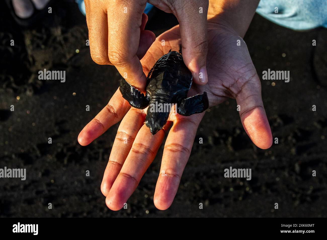 Bantul, Yogyakarta, Indonesia. 21st July, 2024. A woman holds an olive ...