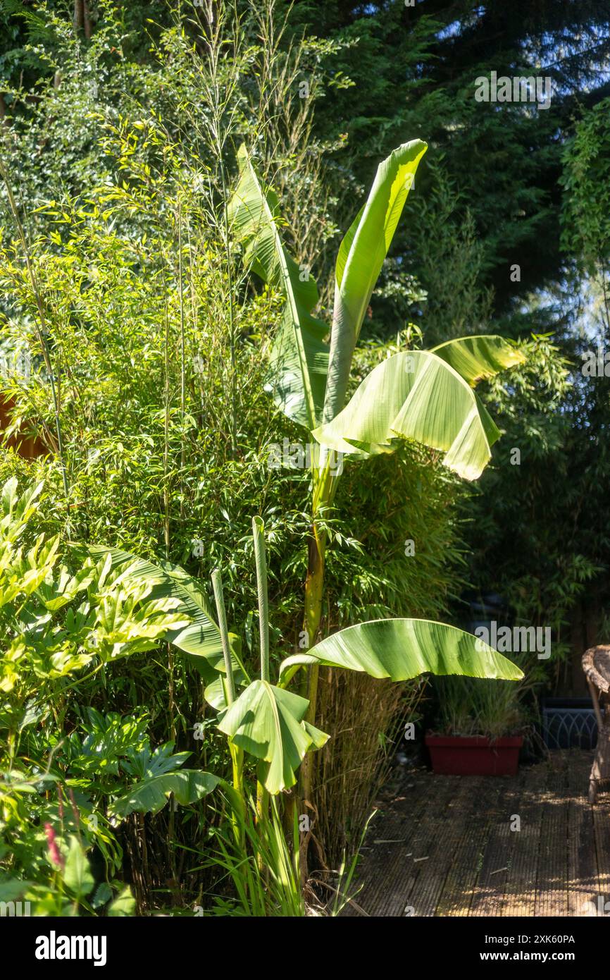 Musa Basjoo. Hardy banana plant Stock Photo - Alamy