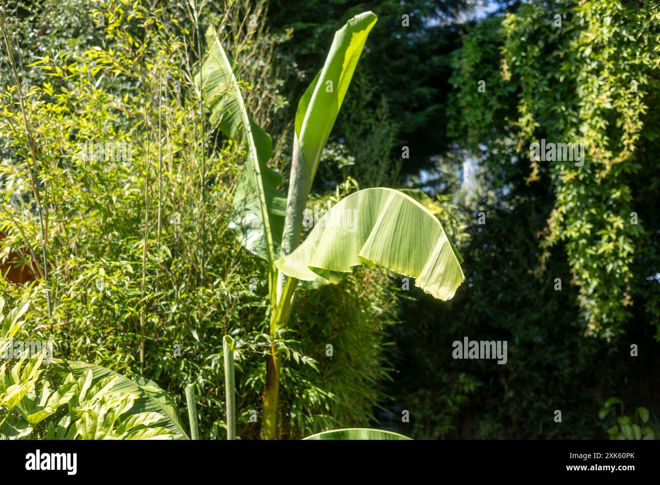 Musa Basjoo. Hardy banana plant Stock Photo - Alamy