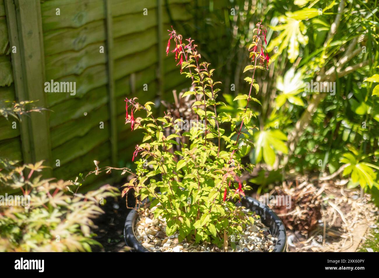 Fuschia hi-res stock photography and images - Alamy