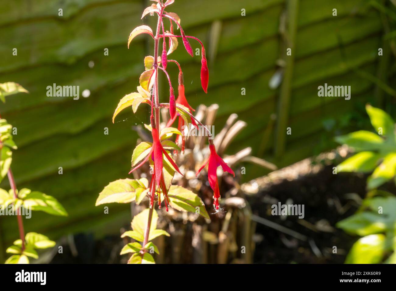 Fuschia hi-res stock photography and images - Alamy