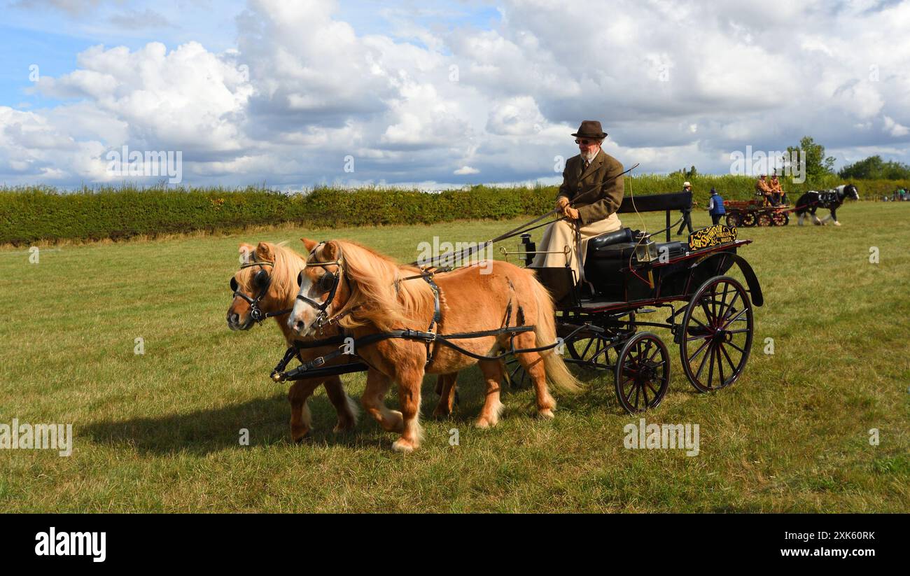 Carriage driving buggy with two ponies isolated on park land Stock ...
