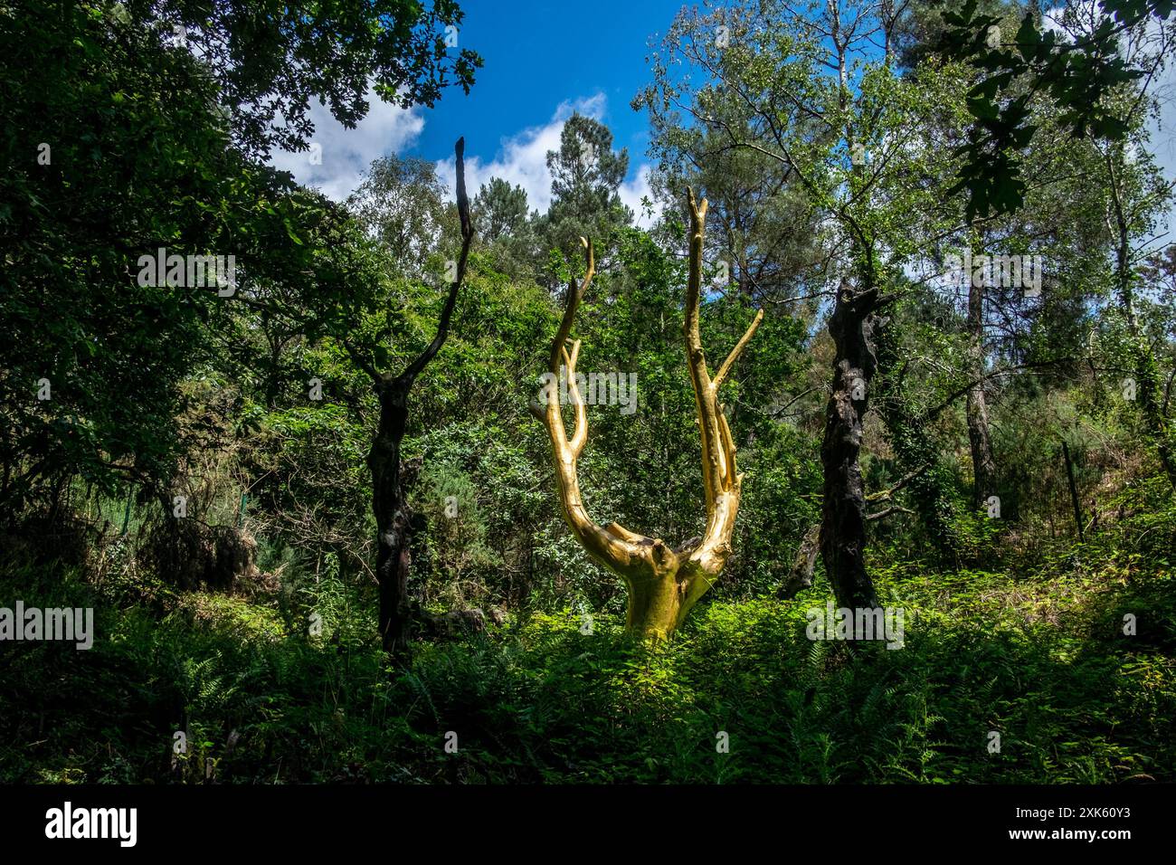 News channel forest fire hi-res stock photography and images - Alamy