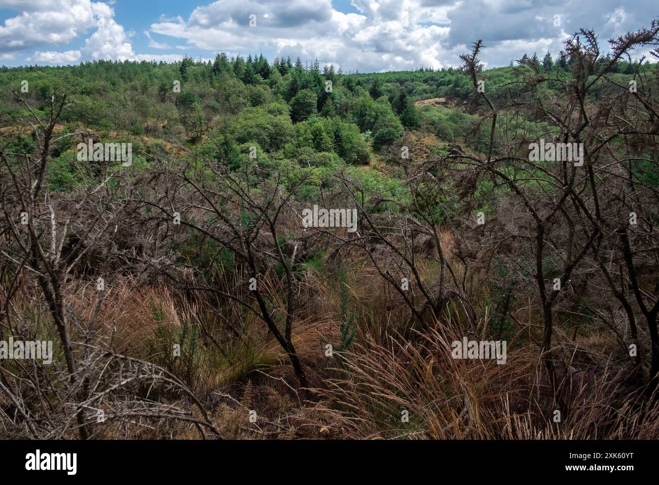 Arthur the king 2024 hi-res stock photography and images - Alamy