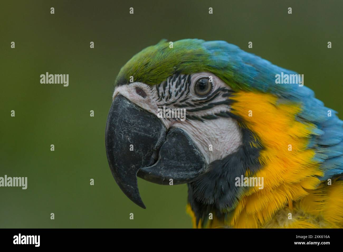 Blue and yellow macaw (Ara ararauna) an exotic bird in zoo Stock Photo - Alamy