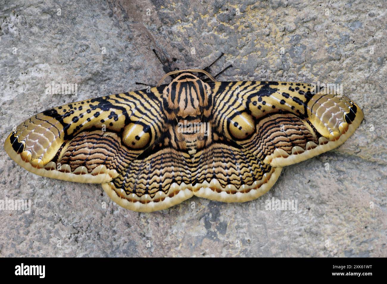 Brahmaea hearseyi is a large moth with amazing abstract patterns ...