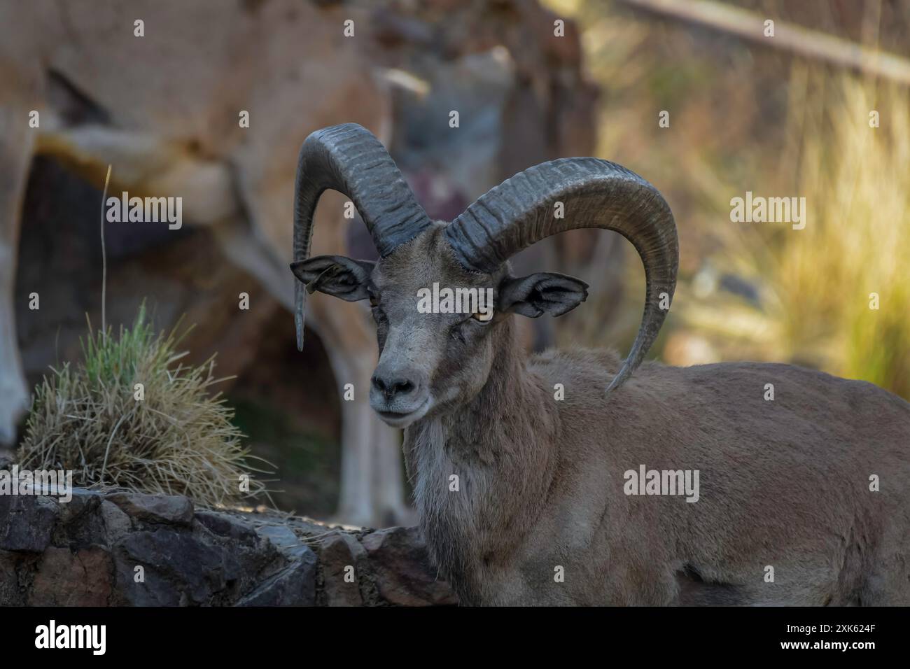 Native peole hi-res stock photography and images - Alamy