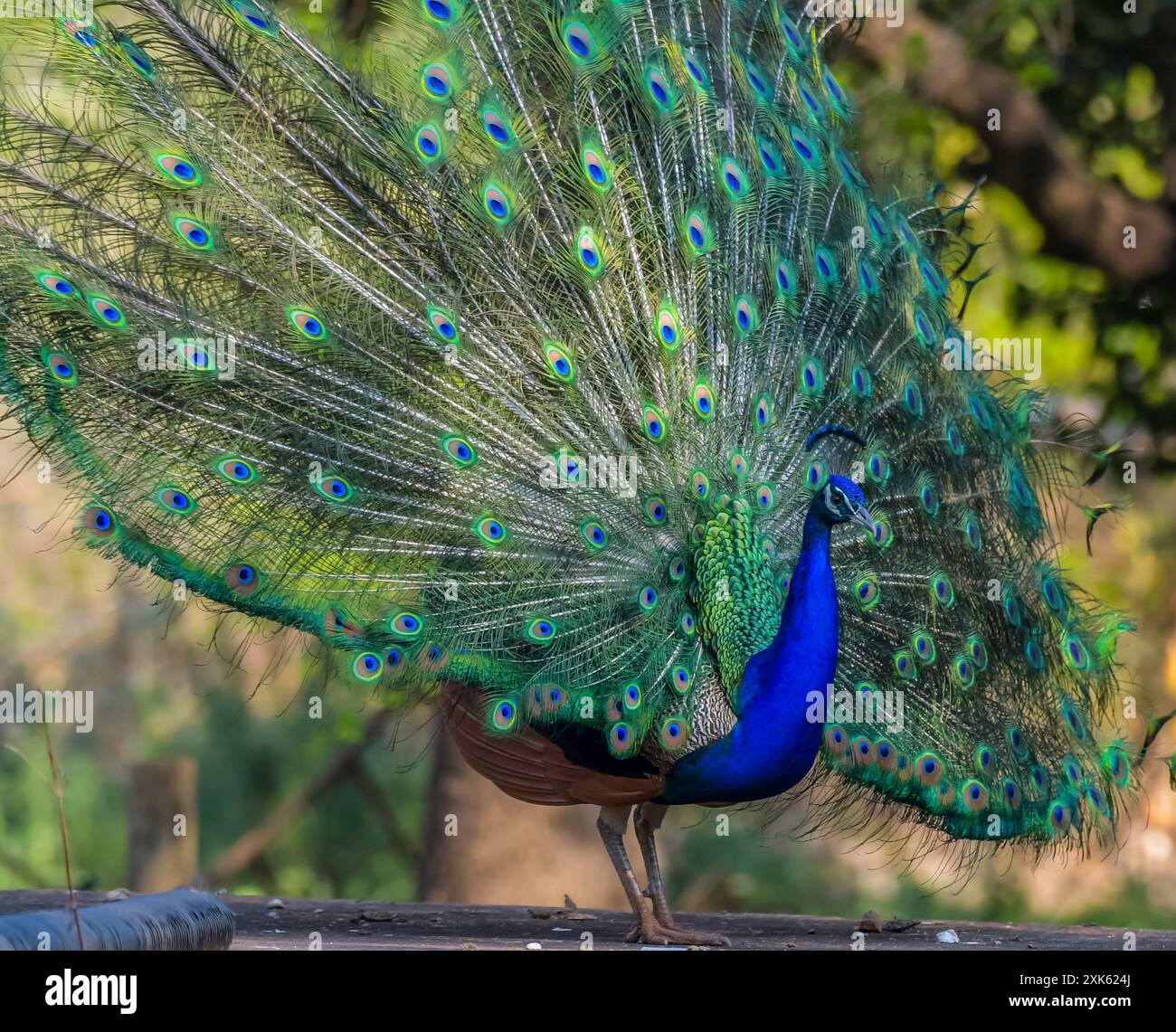 Peacock or male peafowl dancing during courtship and displaying ...
