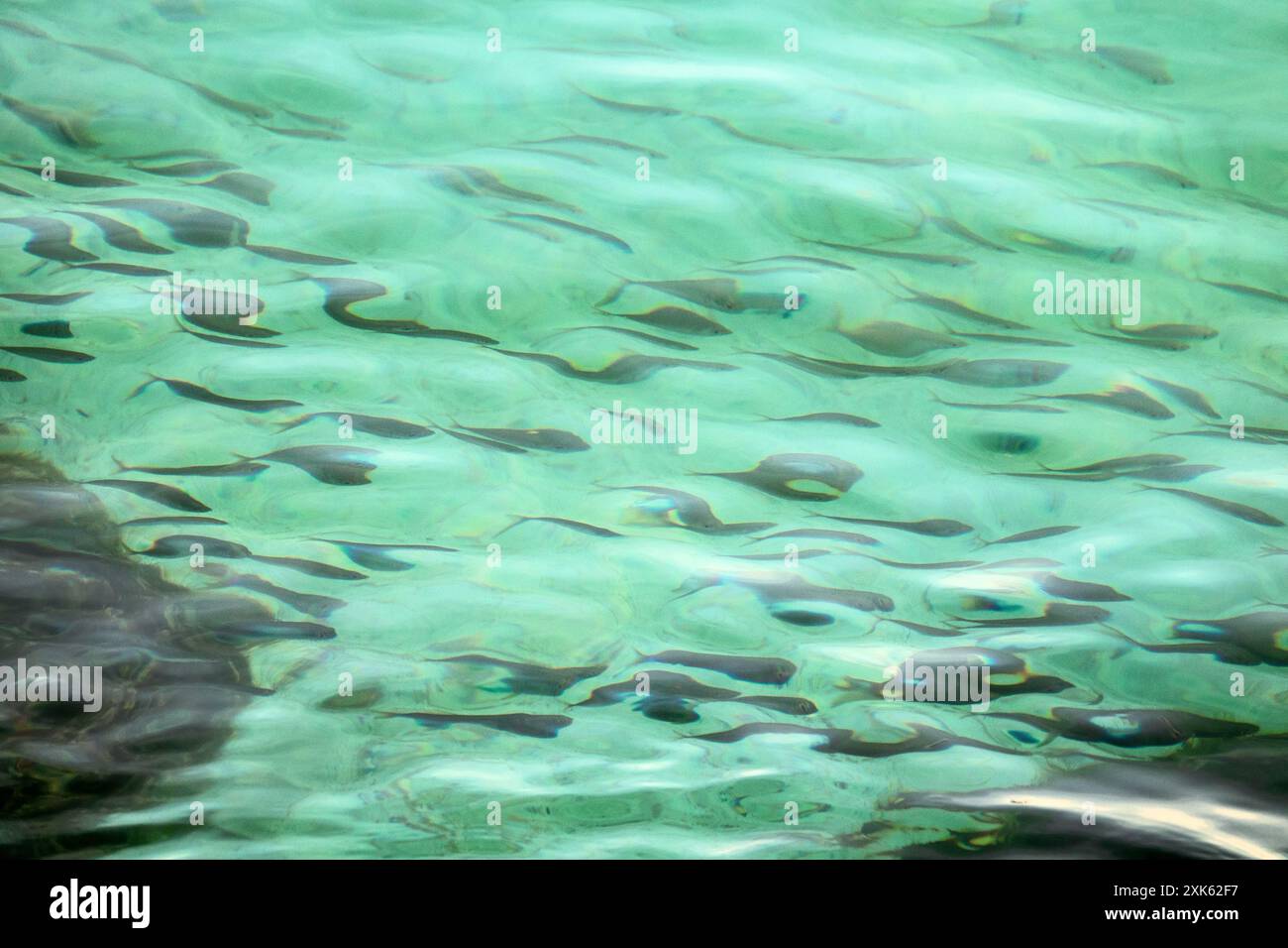 A flock of fish (fish school) under the rippling surface of the sea ...